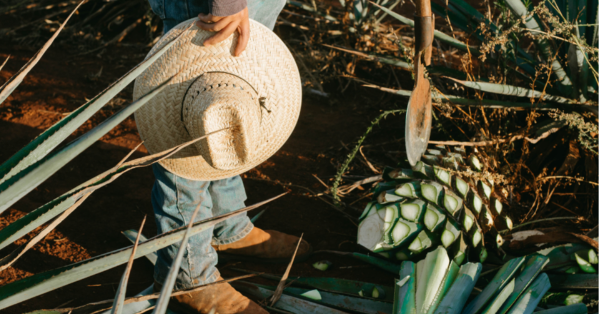 The Evolution of Tequila - The Tasting Alliance - The Tasting Alliance