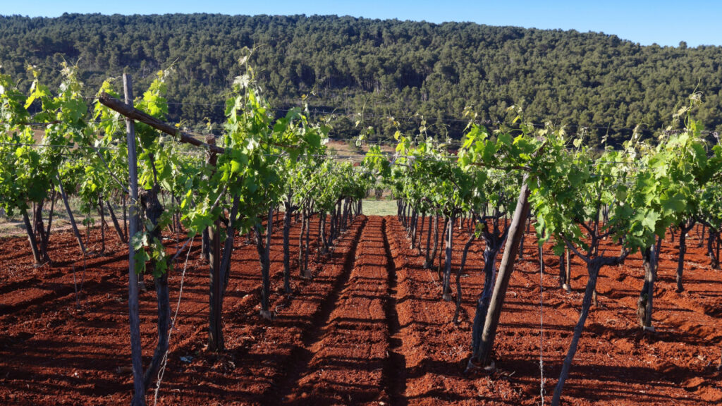 The Influence of Climate on Wine Aging: A Regional Comparison - The ...