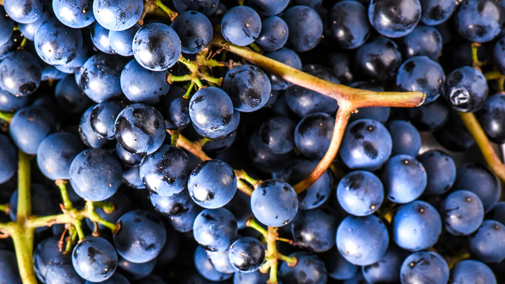 What Are Wine Varietals? Comprehensive Guide to Grape Varieties - The ...